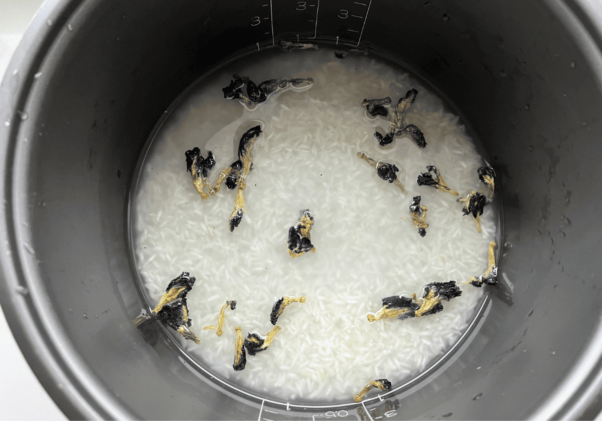 Blue Butterfly Pea Flower Rice (rice cooker or stovetop) - Agile Test ...